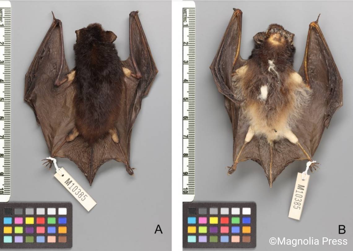 New species of bat discovered in Papua New Guinea - ABC Pacific