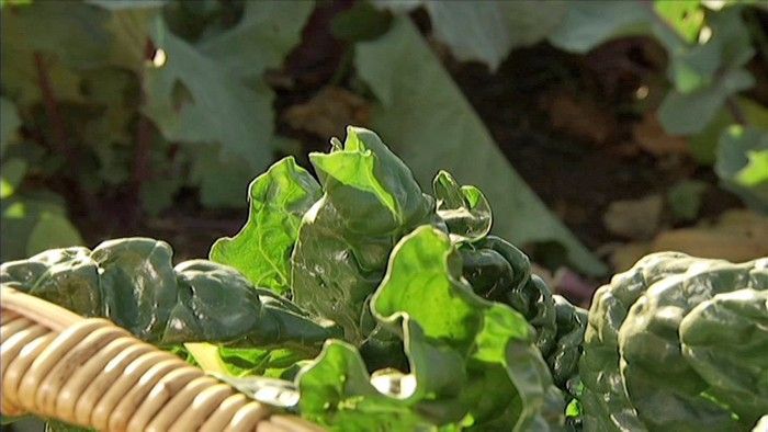 The Patch - Spring Fruit and Veg - Gardening Australia