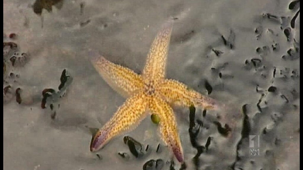 Scientists study sea star pest - ABC News
