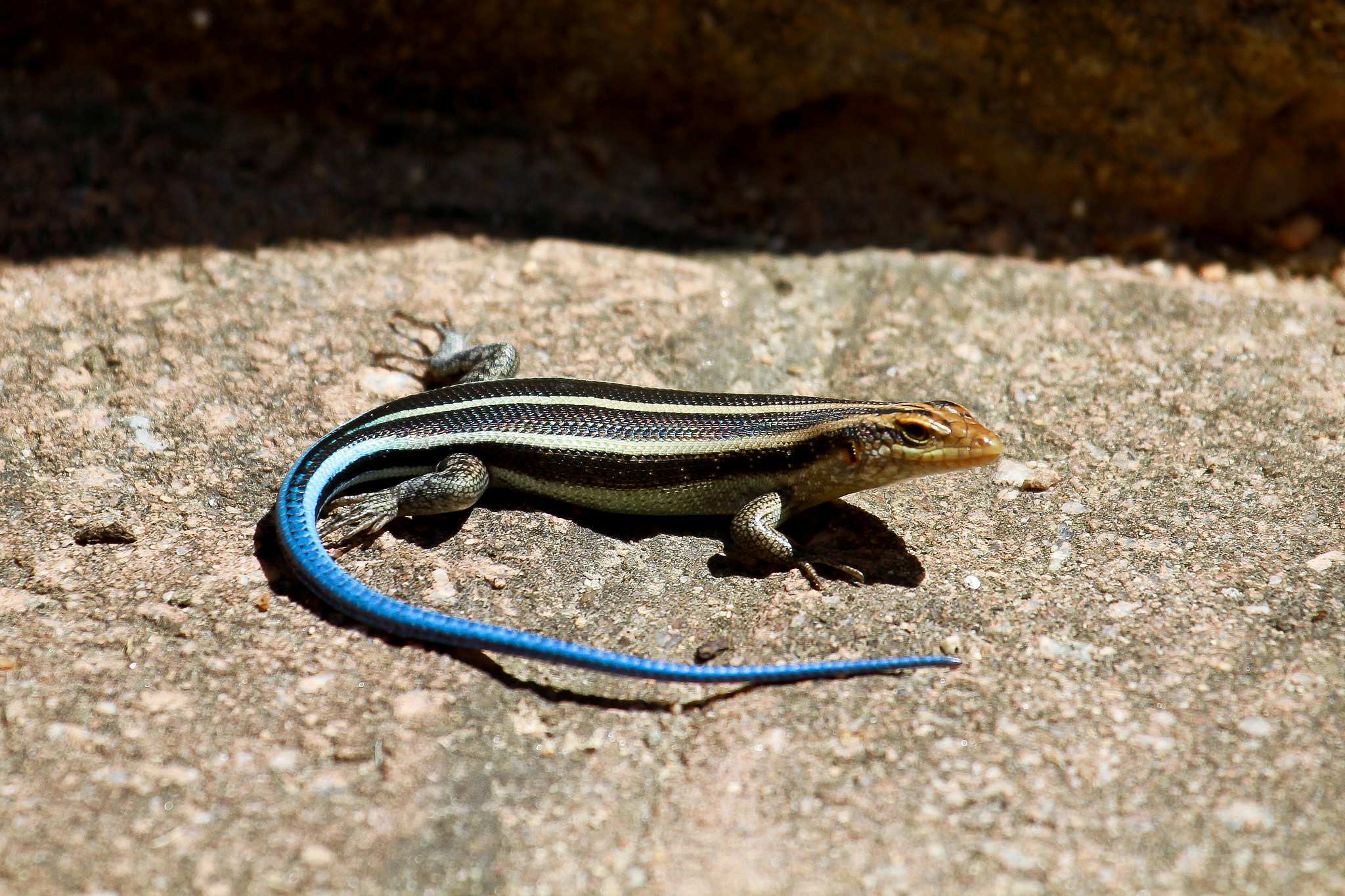 Blue Tail Skink