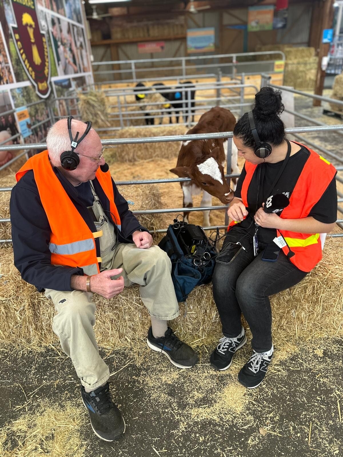 Lambs, calves & buffalo - Bobby's sneak peak at Royal Adelaide Show ...