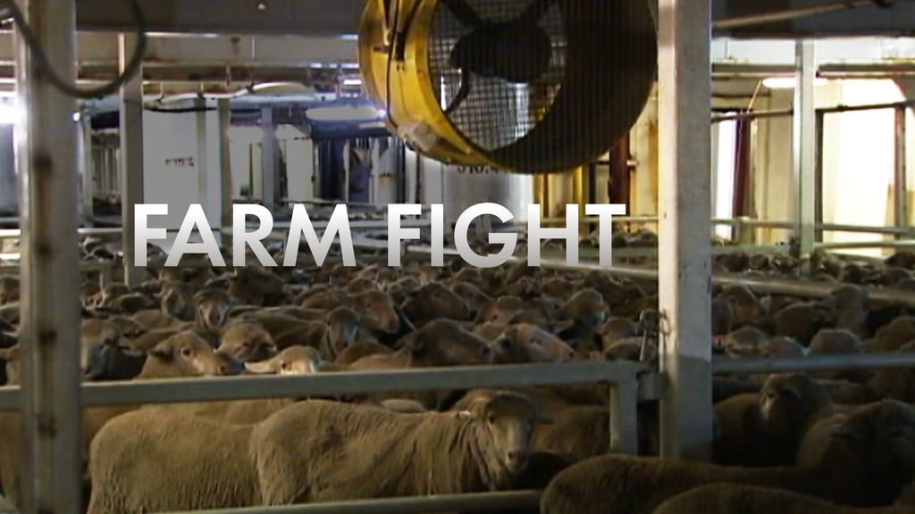 Government pushing ahead with live sheep export ban but industry fight ...