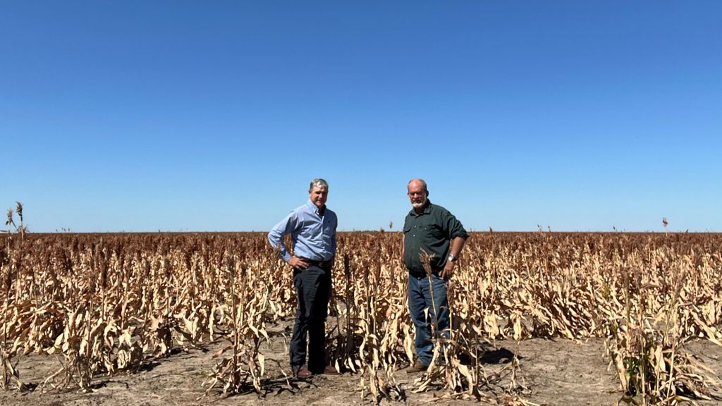 Floraville Station's first harvest of sorghum crop - ABC News