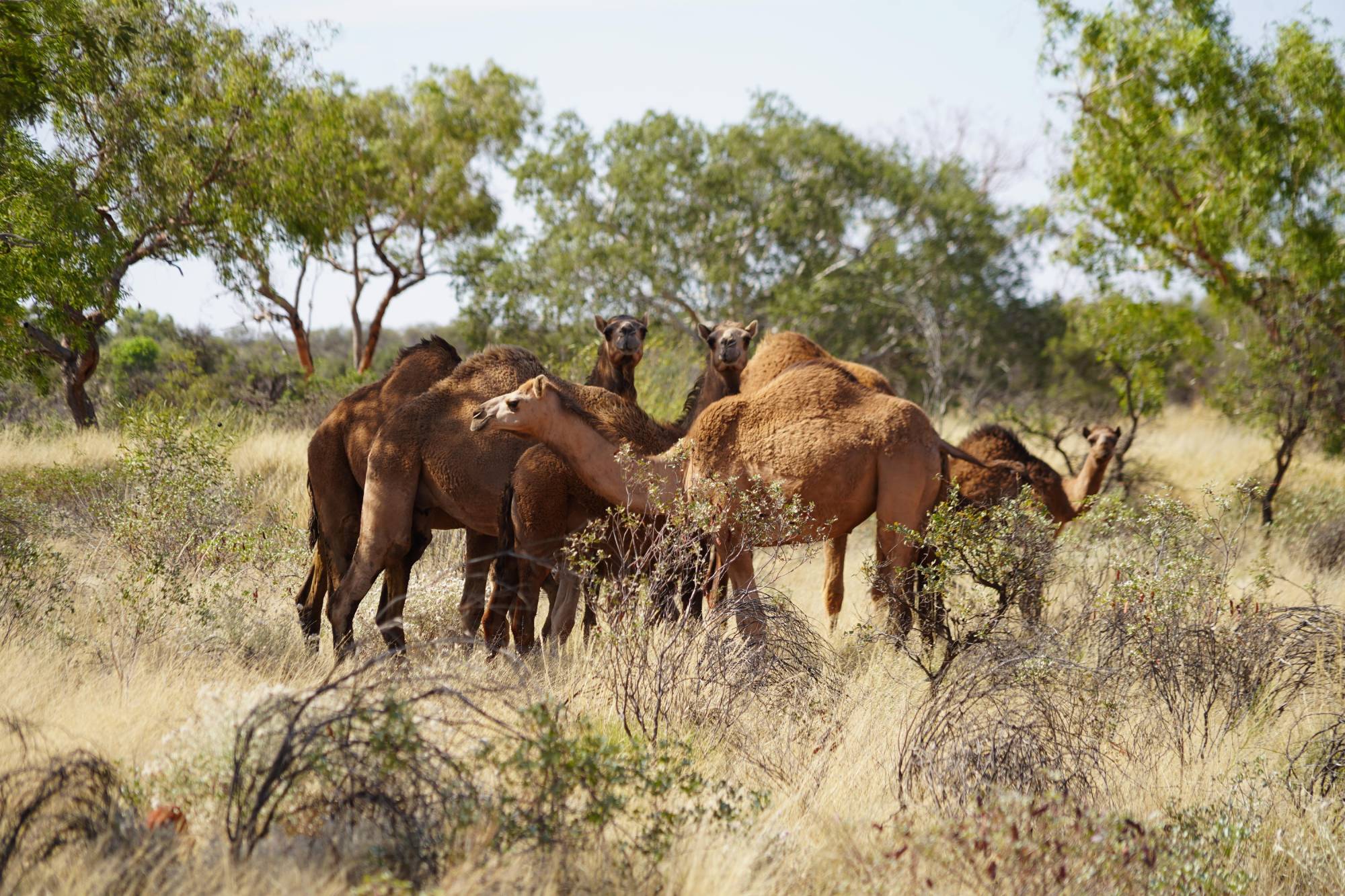 From the sands of time, the Pintupi Nine were thrust into the glare of ...