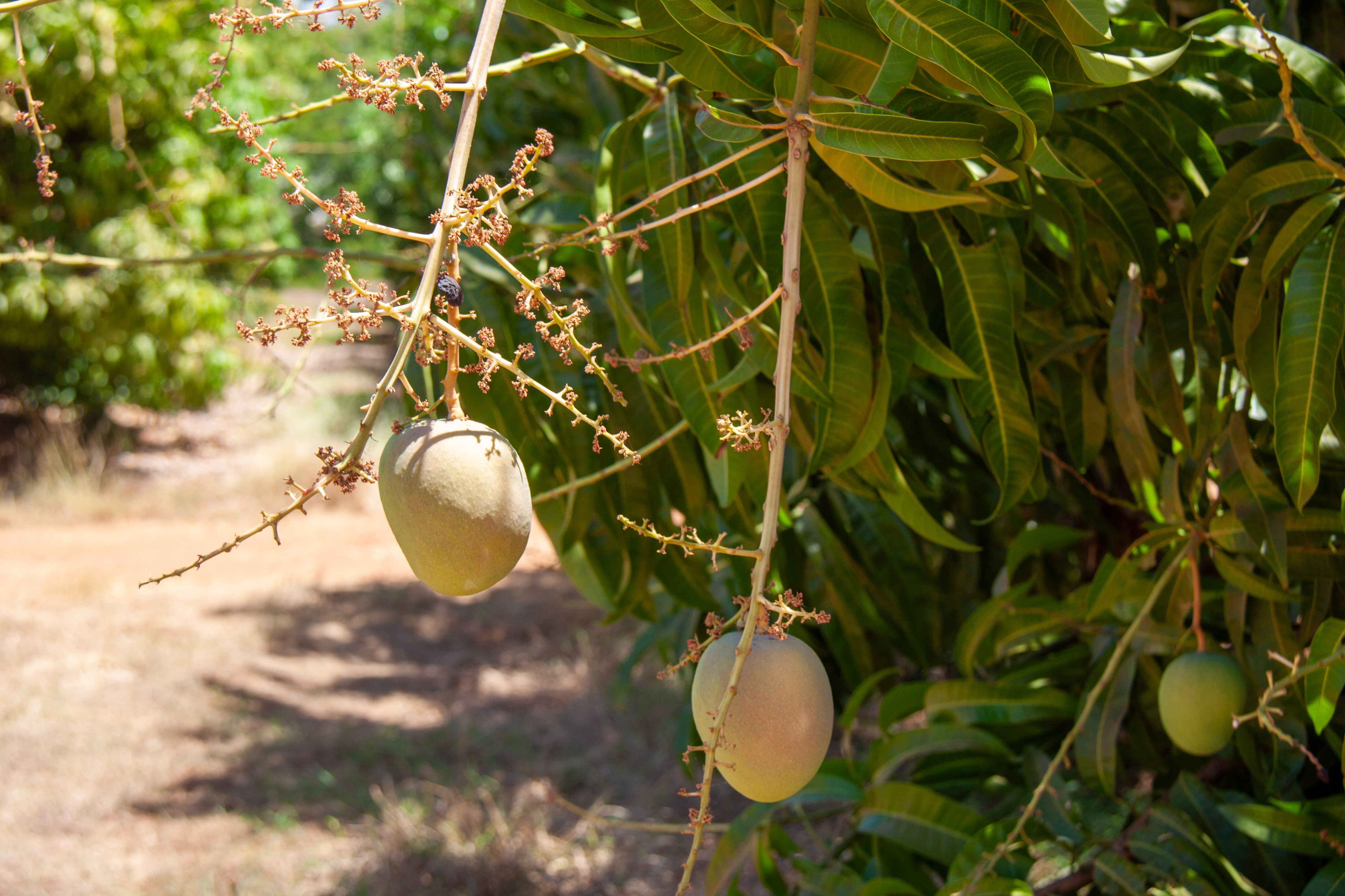 WA growers take precautions against mango twig tip dieback disease ...
