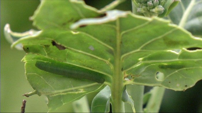 Caterpillar Control - Gardening Australia