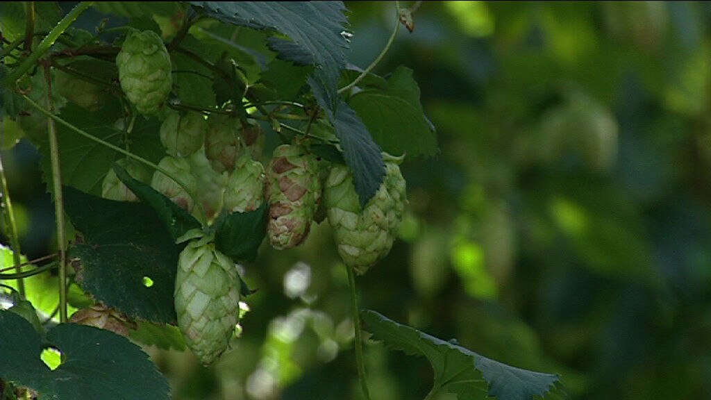 Hops : Craft Beer - ABC News