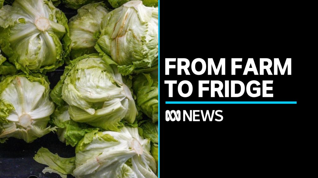 Tracking the cost of lettuce from farm to fridge - ABC News