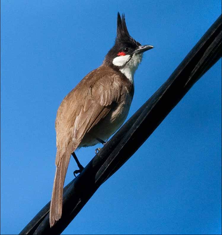 Red-whiskered bulbul: Canberrans asked to be on the lookout for a feral ...