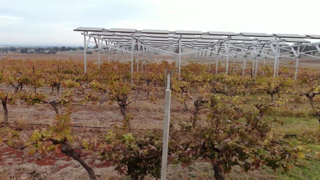 Using the Sun Twice: Growing fruit and vegetables alongside solar - ABC ...