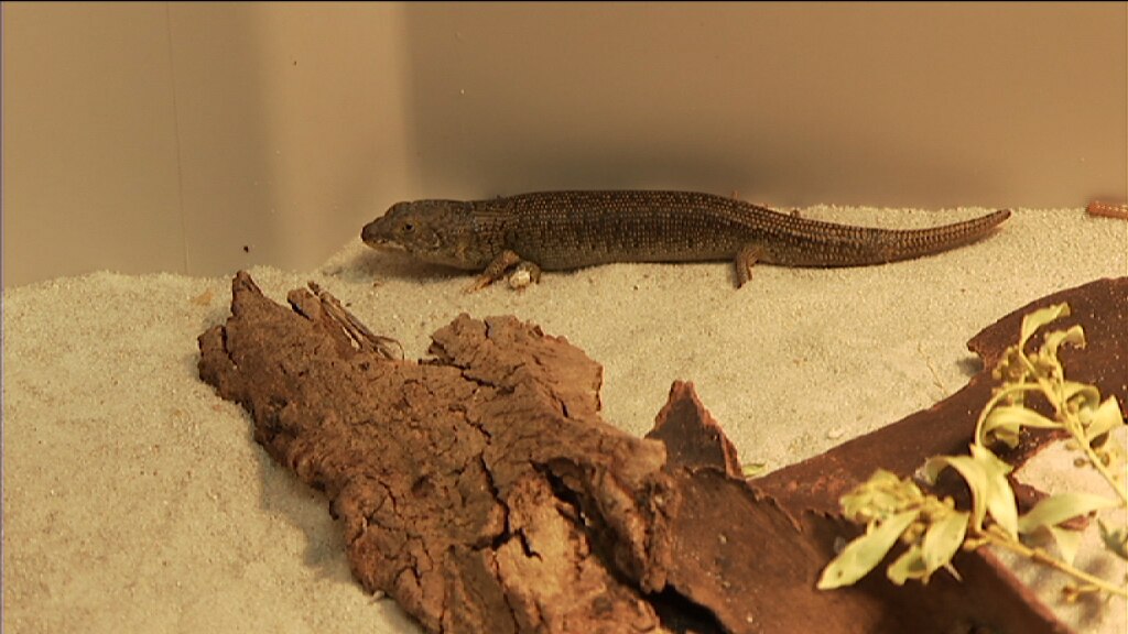 Energy Australia diverts Burra, SA wind farm project to protect ...