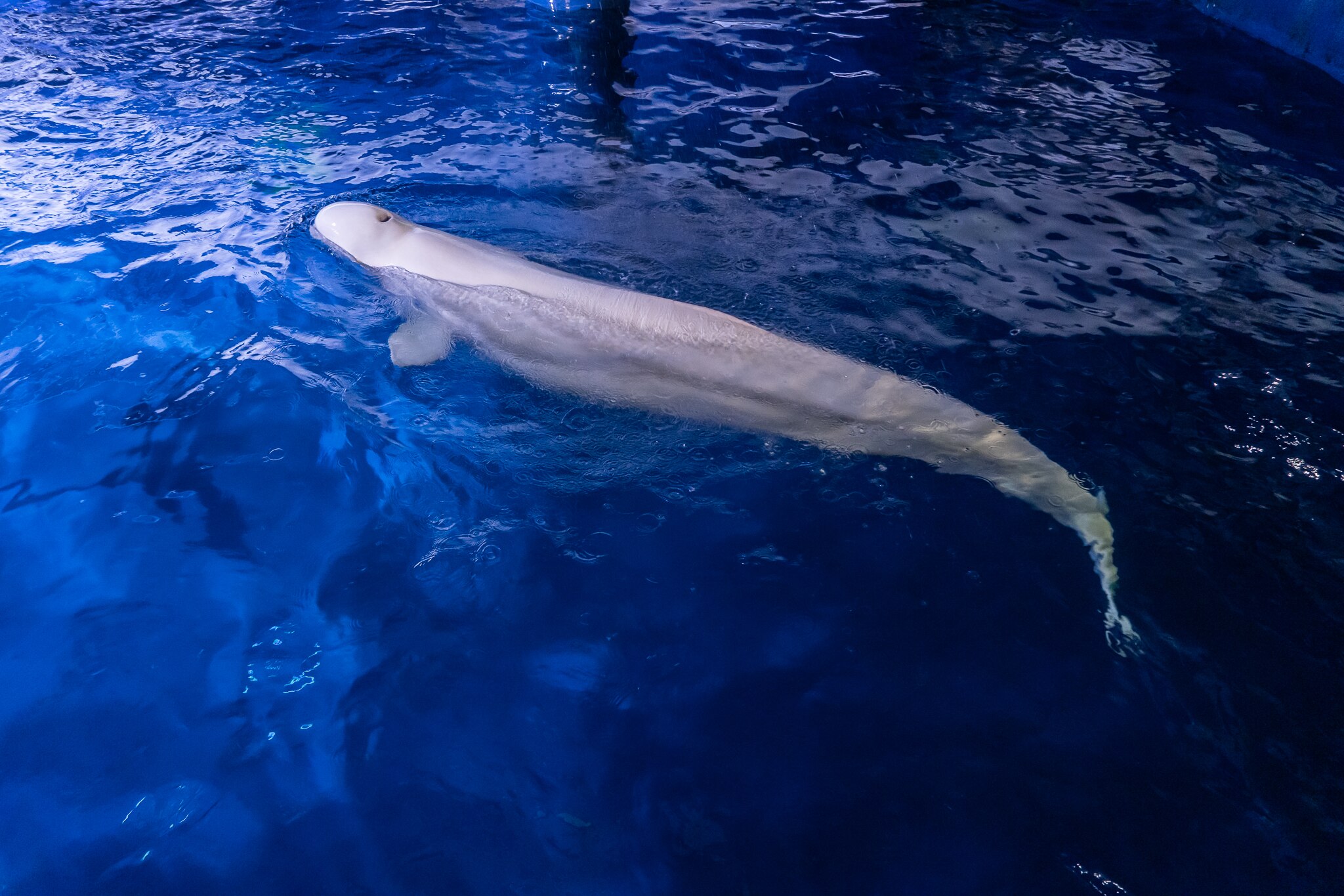 Beluga whales take gruelling journey across war-ravaged Ukraine to ...