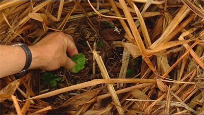 Weed Alert: Coffee - Gardening Australia