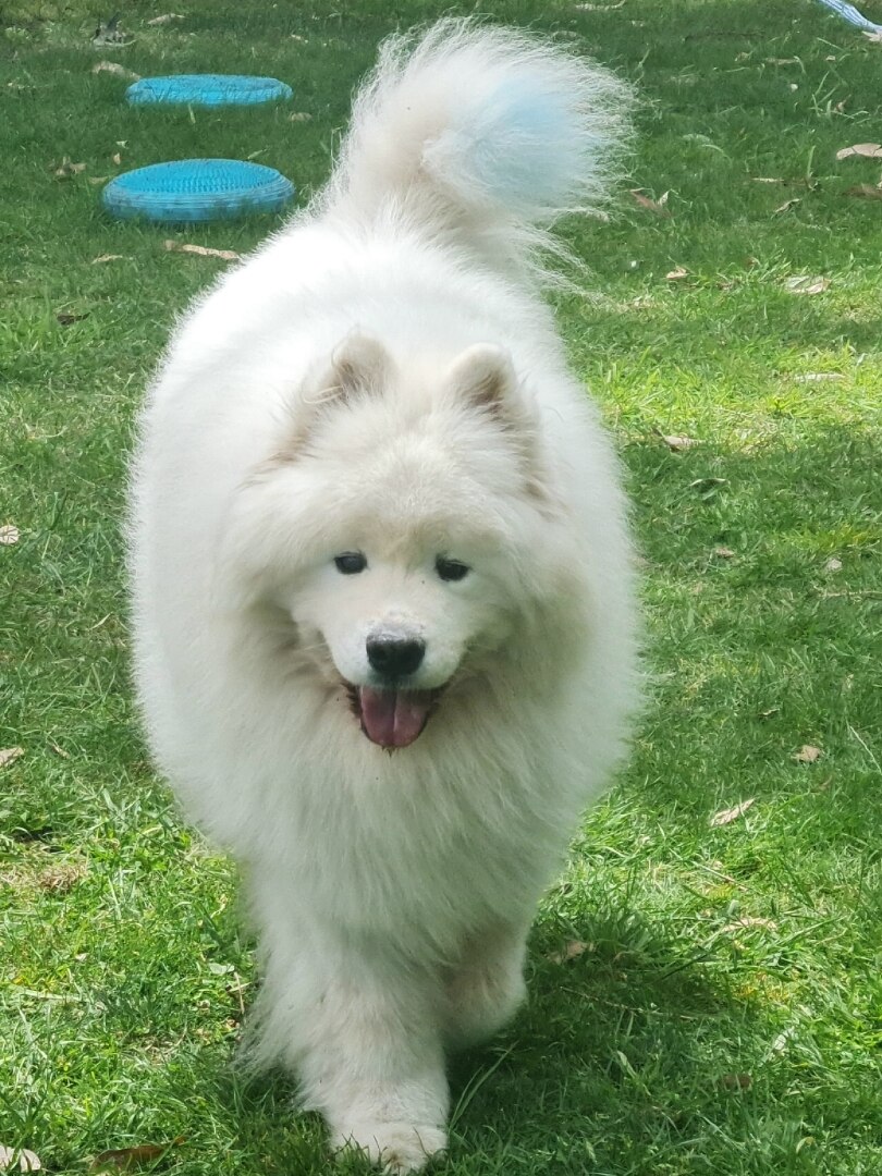Do you have a bucket list? This Samoyed dog sure does - ABC listen