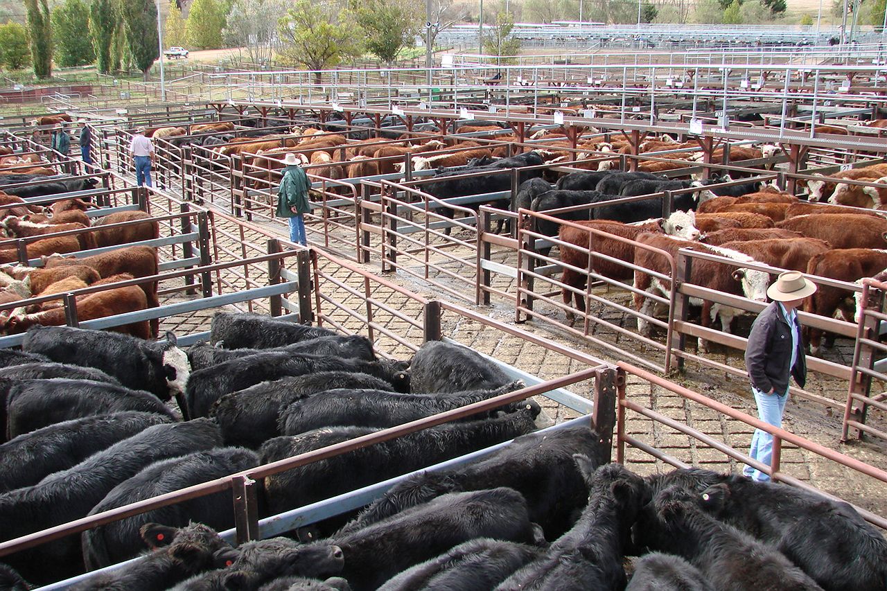 Victorian farmers, livestock agents ignore grand final public holiday ...