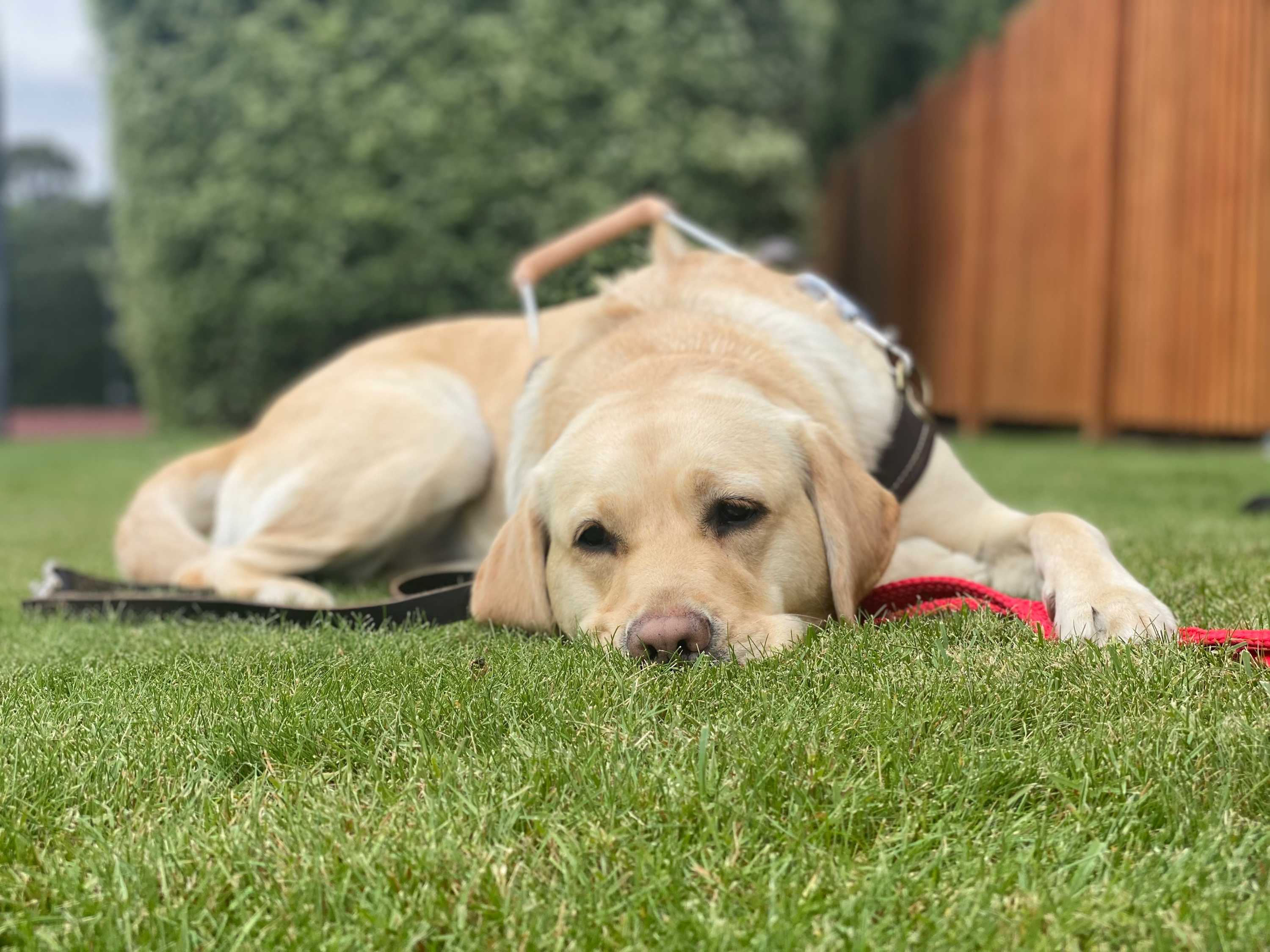 Boot camp for guide dogs and handlers helping vision impaired kids make ...