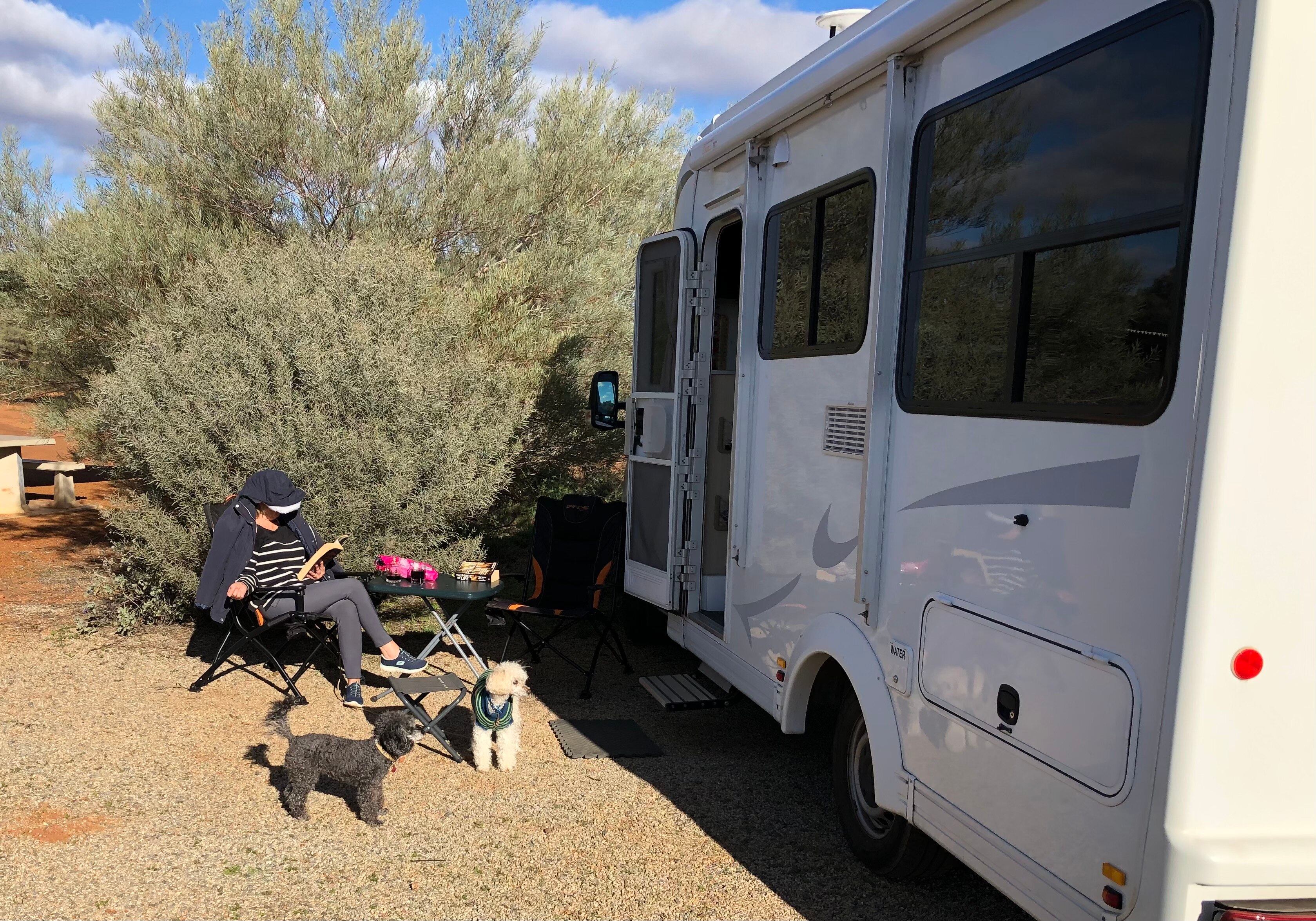 Dingo monitoring ramped up after fatal attack on poodle at WA campsite ...