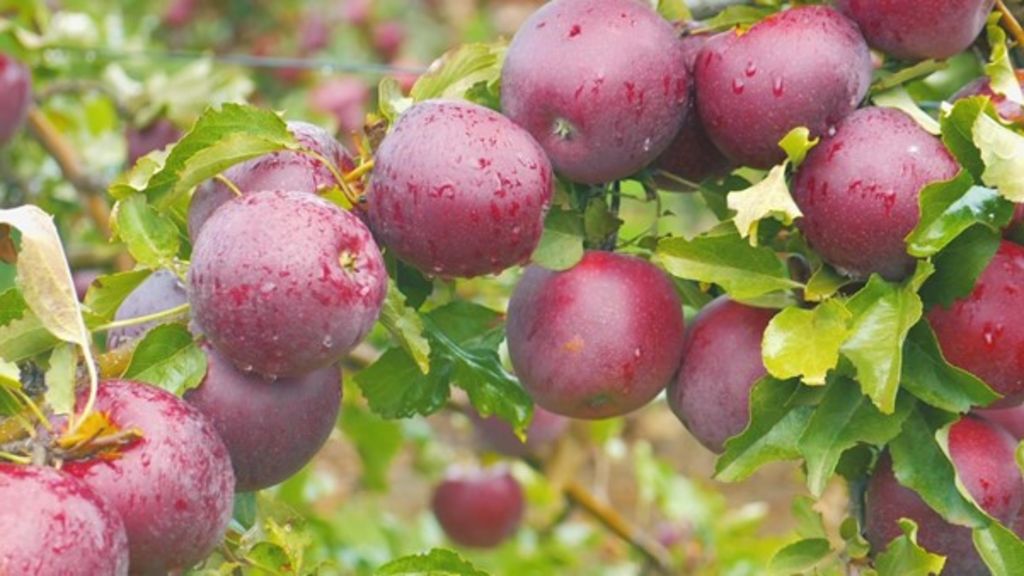 Bravo Apples: Australia's new apple - ABC News