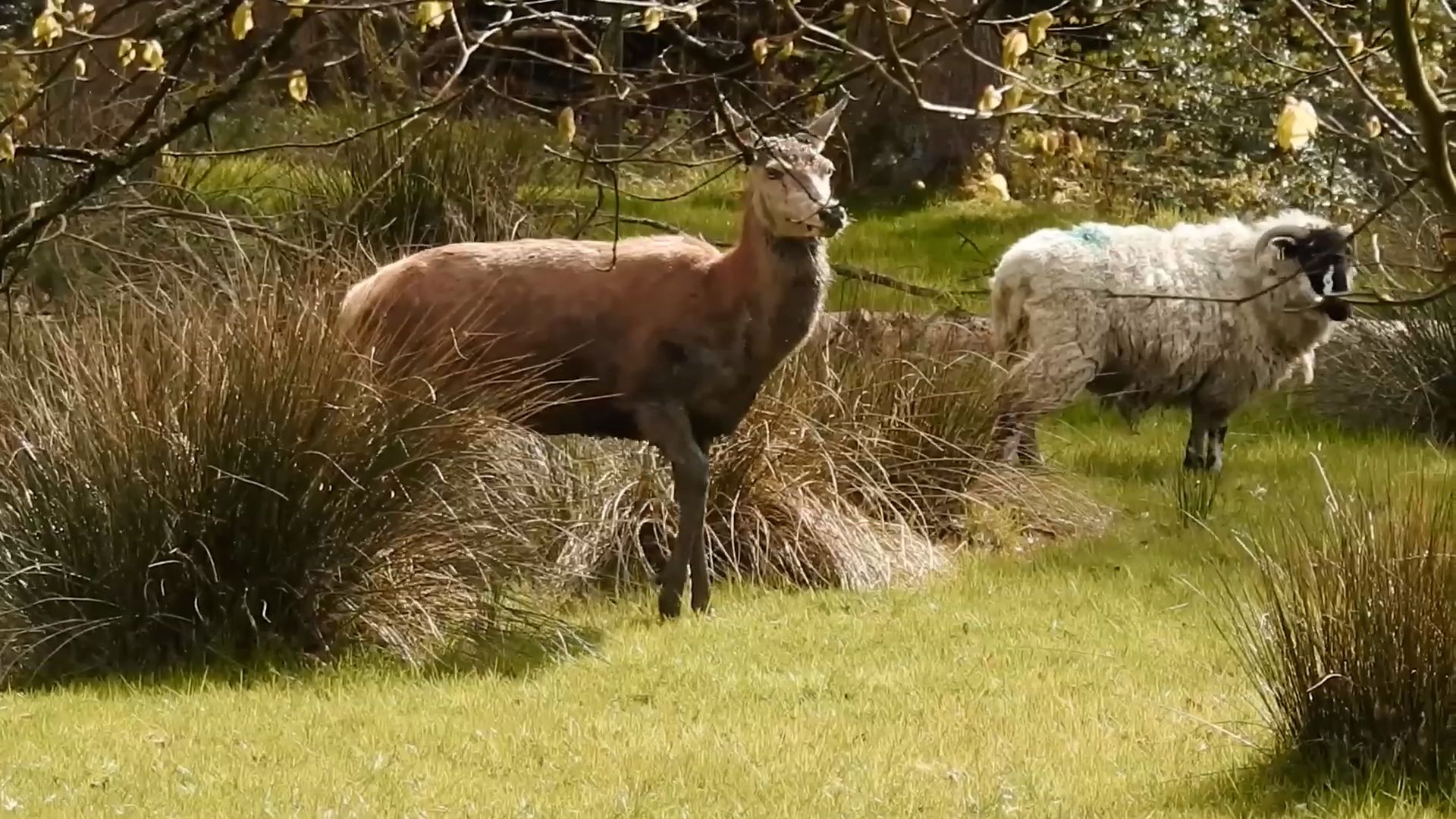 Eat the Invaders: Deer - ABC Education
