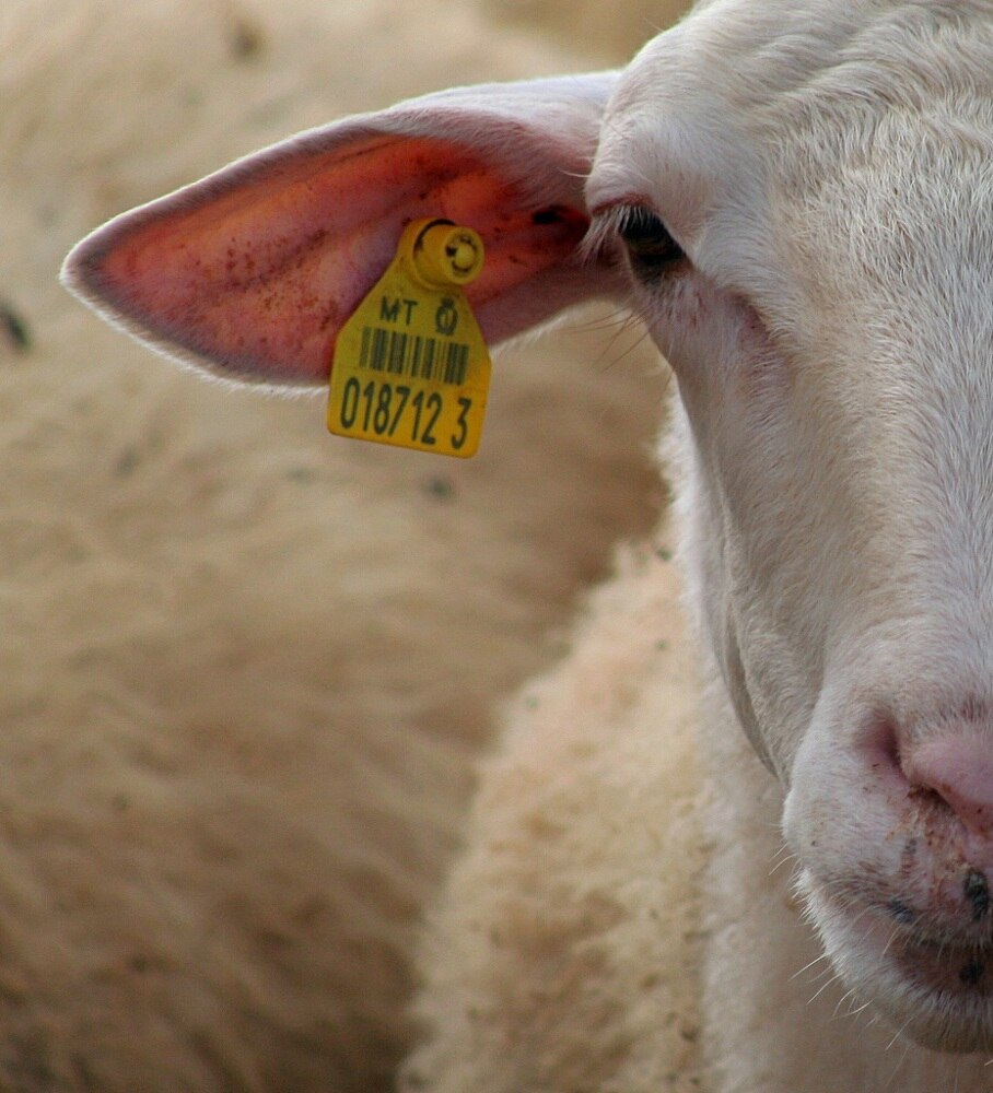 Federal Government rules out compulsory electronic tagging of sheep and ...