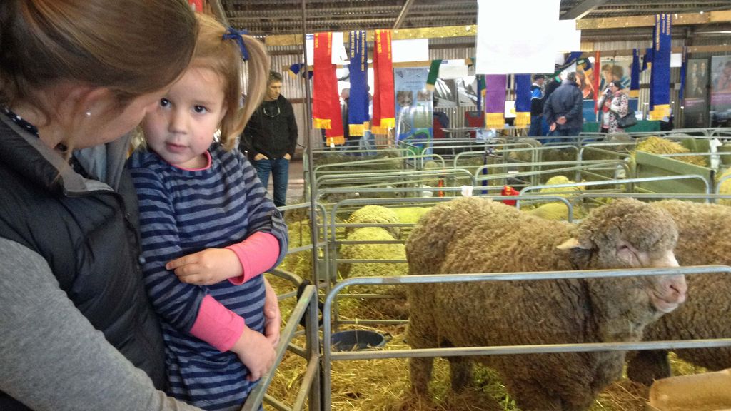 Sheep on show - ABC News