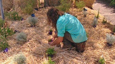 On The Verge: Herb Maze - Gardening Australia