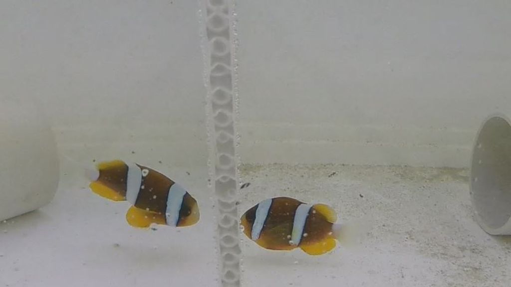 Researchers find colourful stripes of clownfish may help separate the ...