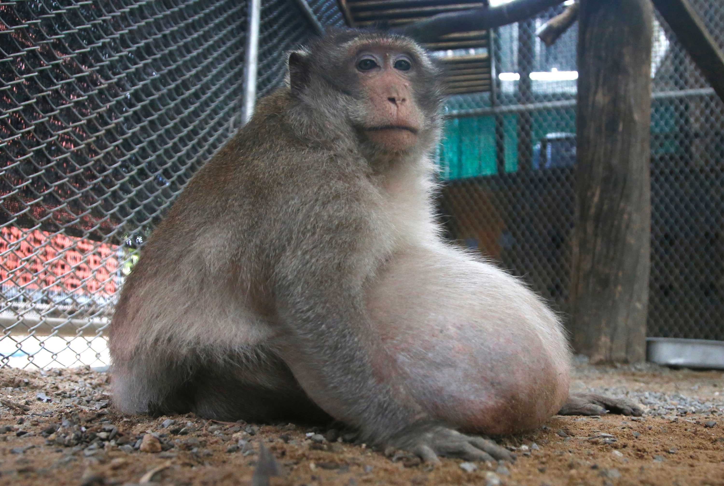 Thai officials rescue obese monkey 'Uncle Fat' to help him lose weight ...