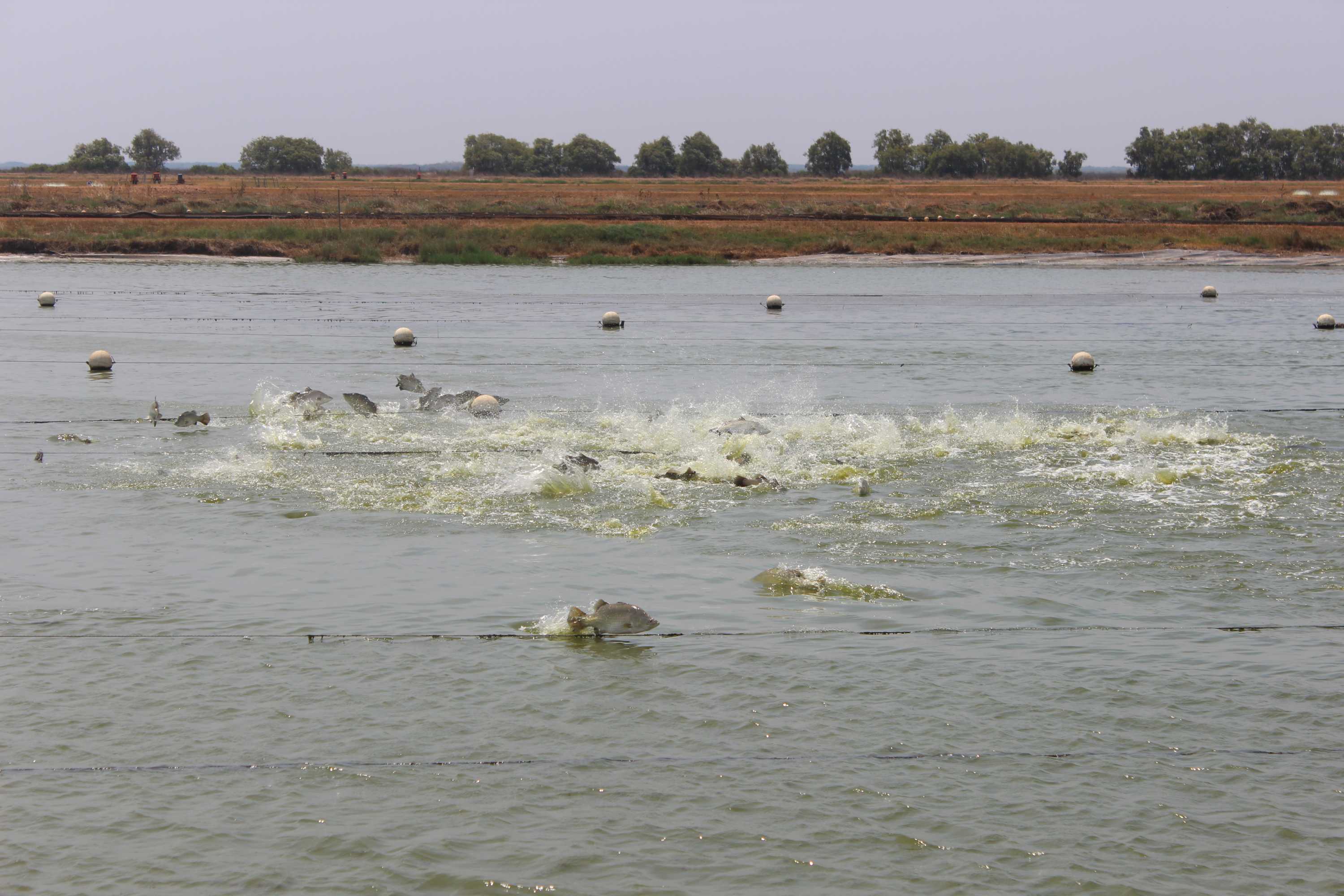 NT barramundi farm doubles in size to meet growing local and national ...