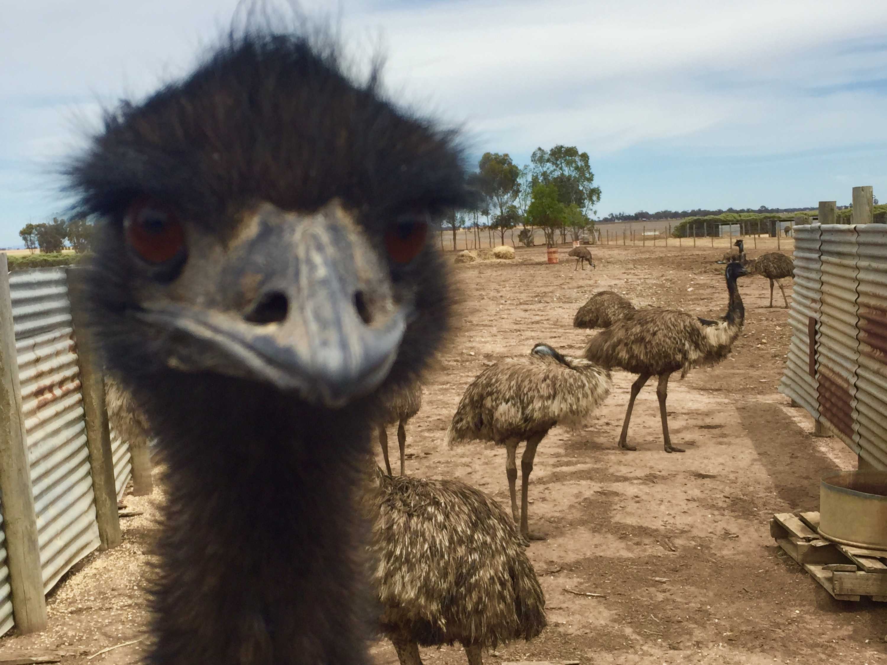 Pimpinio emu farmers recall 25 years of faith and forbearance - ABC News