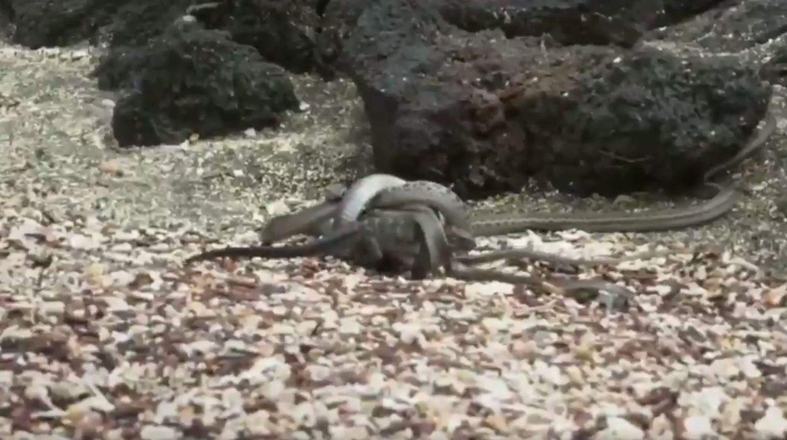 Documentary footage of snakes chasing baby iguana sends chills across ...