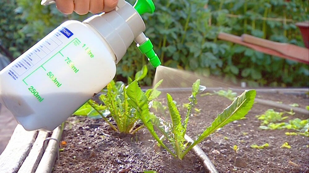 Integrated Pest Management - Gardening Australia