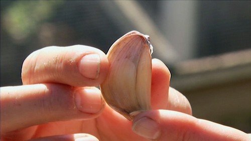 Guide to Garlic - Gardening Australia
