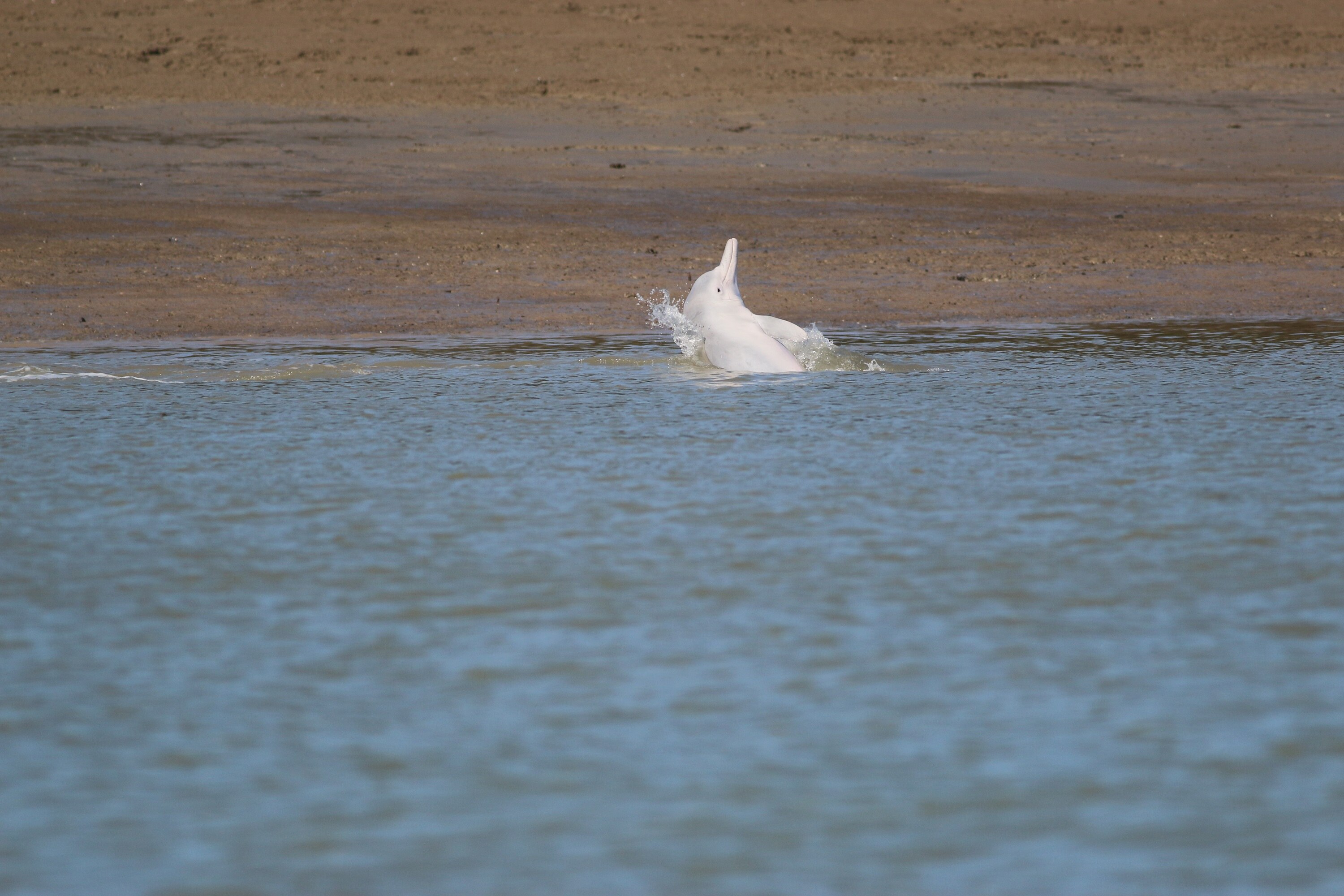 Fitzroy River humpback dolphins are the first documented species to use ...