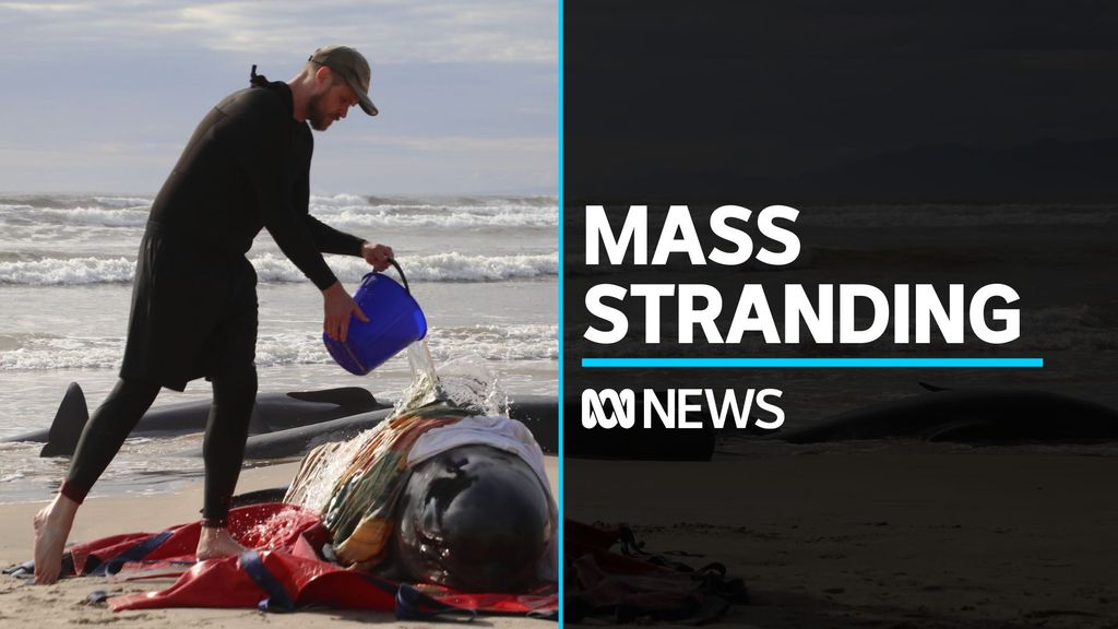 Mass whale stranding off Tasmania's west coast - ABC News