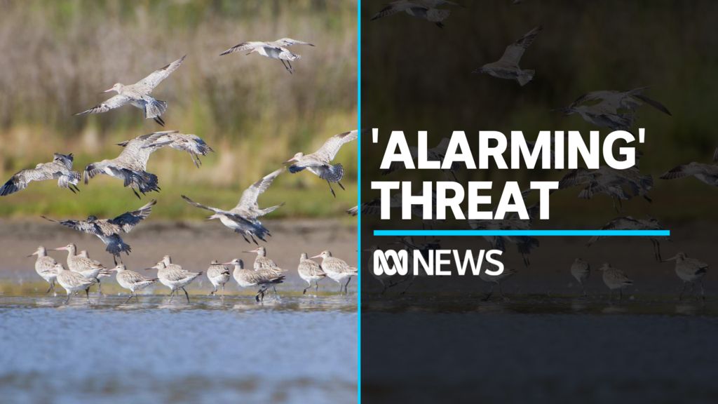 UN report finds migratory species under 'alarming' threat of extinction ...