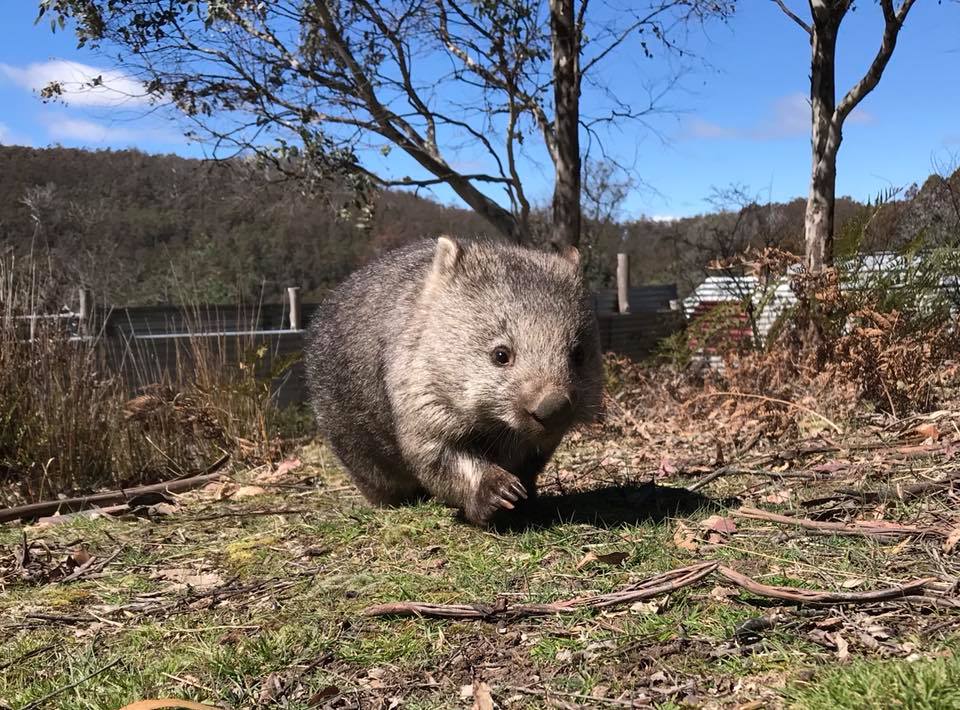 What to do when you come across orphaned baby animals and injured ...