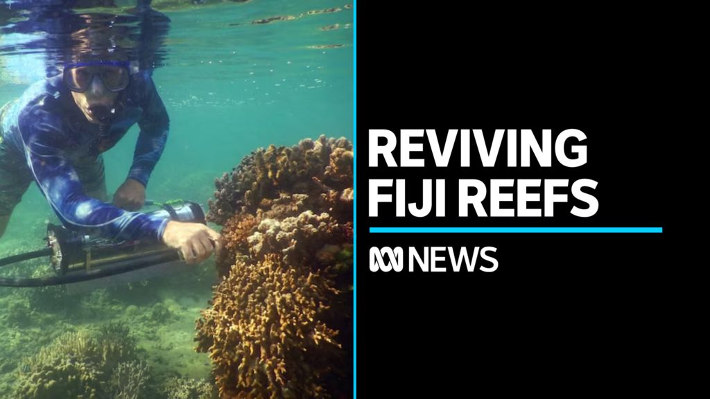 World-first experiment to bring Fiji reefs back to life - ABC News