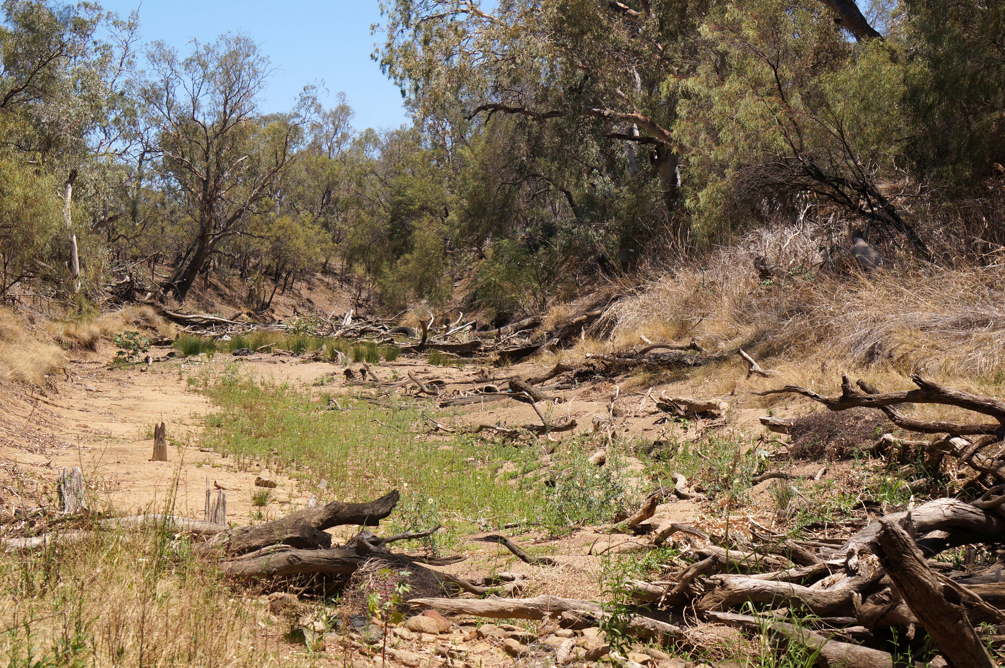 Federal Govt to roll out first Future Drought Fund round - ABC Radio