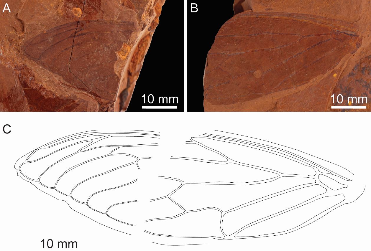 Cicada fossils unearthed on a Central West NSW farm help shed light on ...