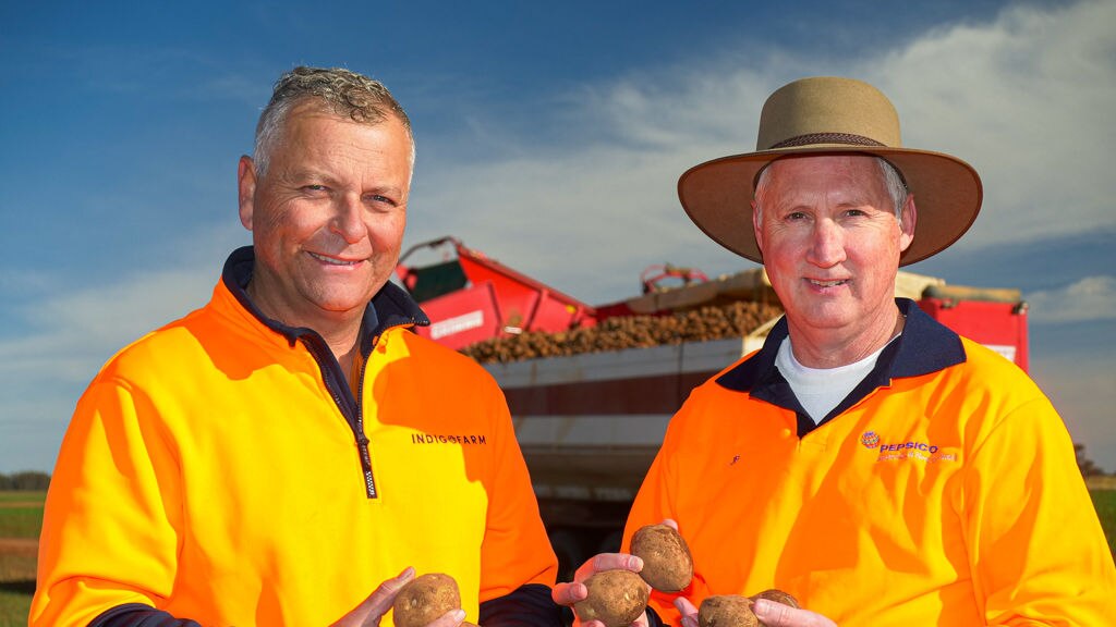 From paddock to packet: how potato snack chips are made - ABC News