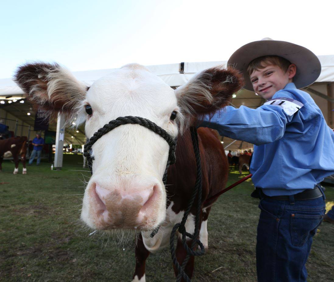 Sydney Royal Easter Show: How to judge a cow, horse and honey bees ...
