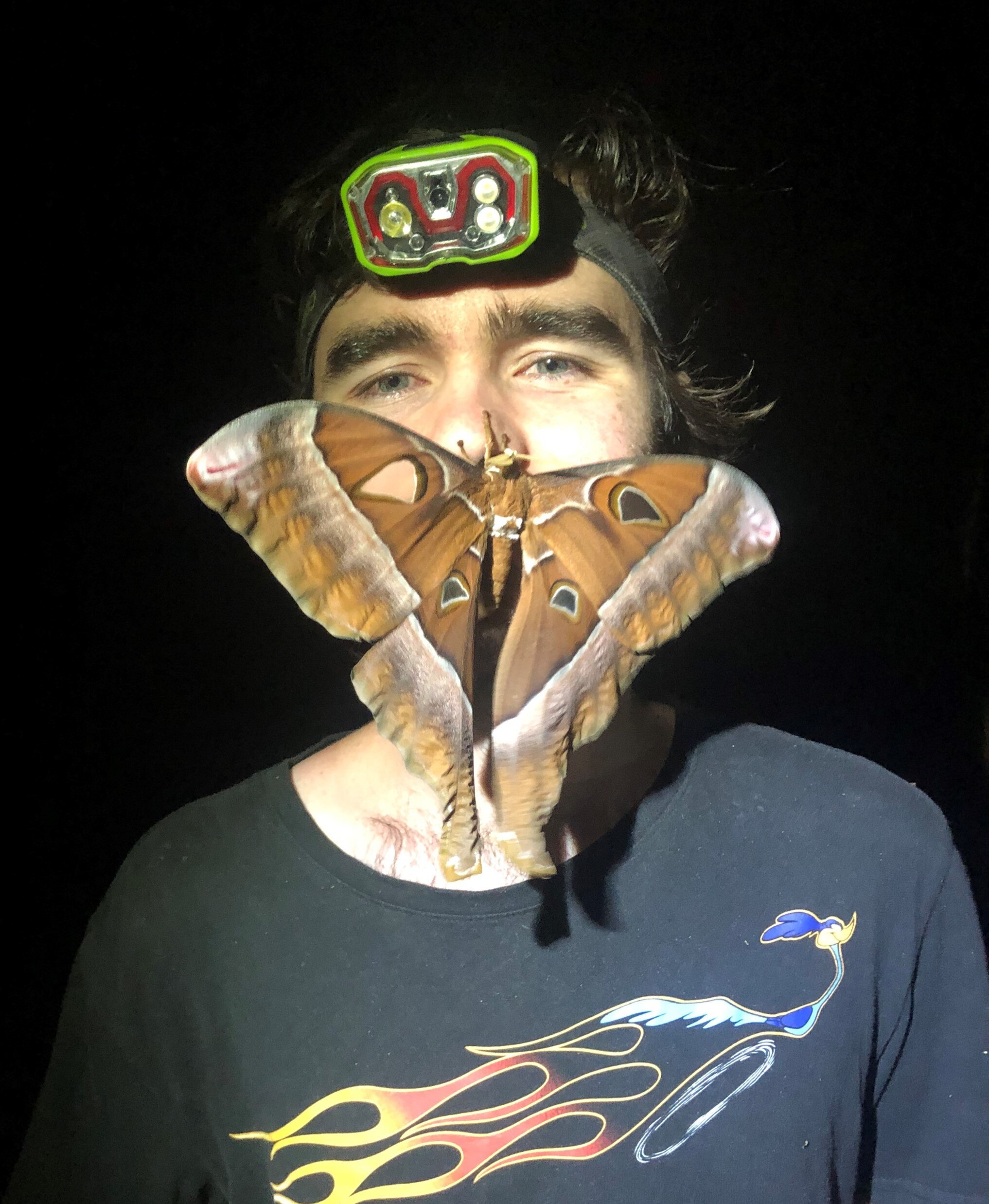 Ultra-rare 'punk ant' with Sid Vicious-like mohawk photographed in Far ...