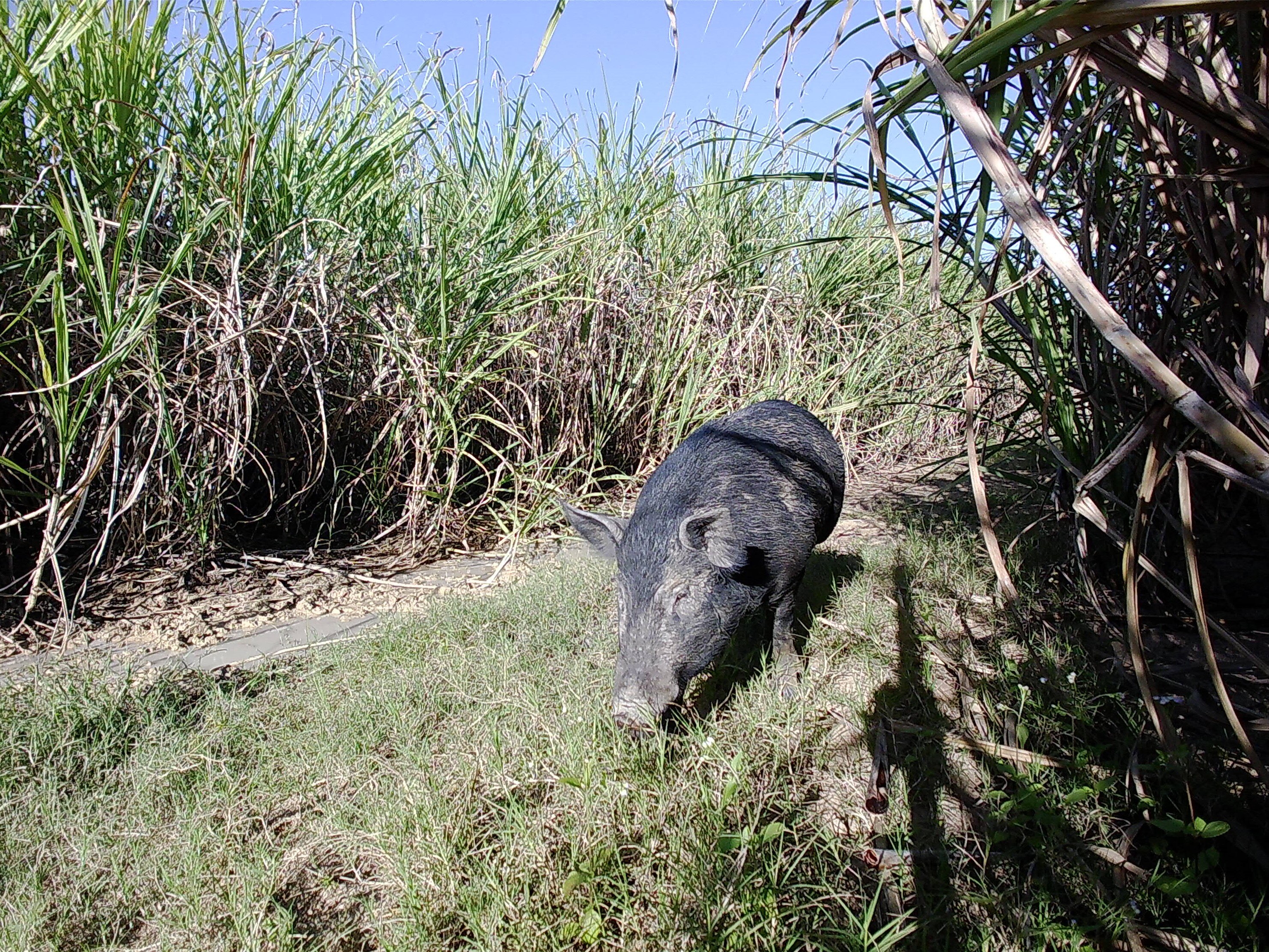 Ambitious project calls for hunters to collect 10,000 feral pig ears to guide eradication ...