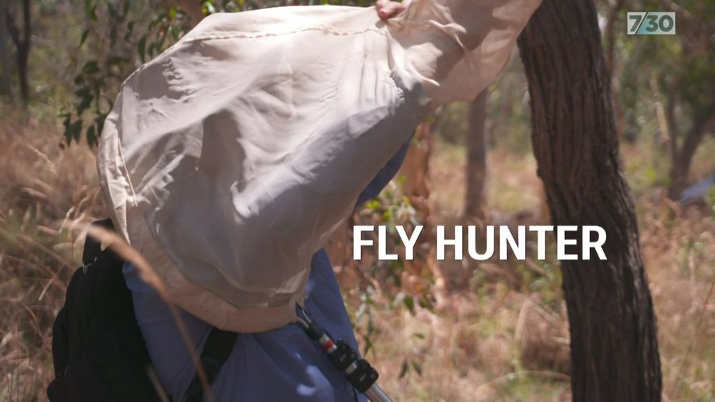 Meet the amazing fly hunter - ABC News