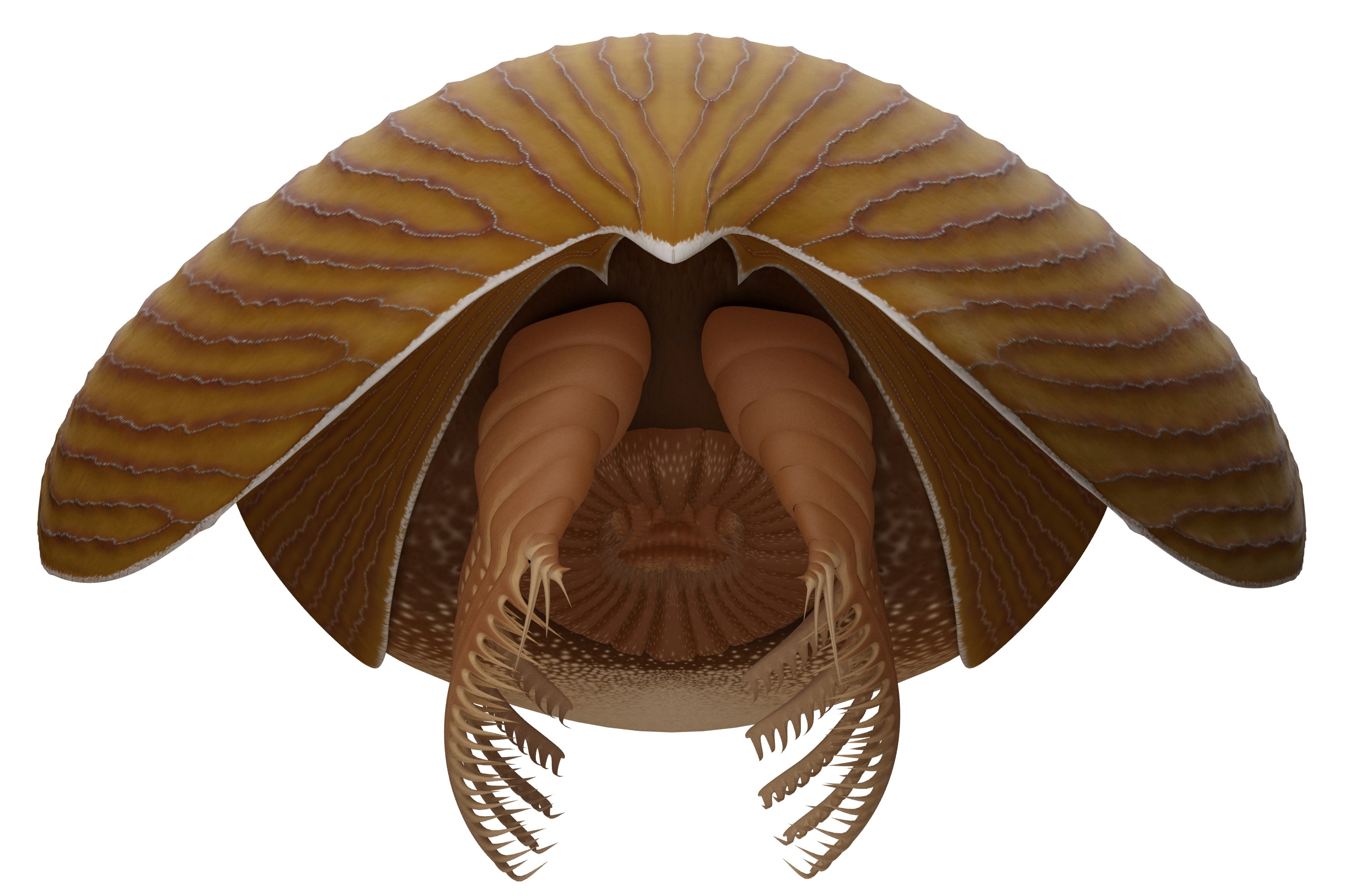 Canadian scientists unveil Titanokorys gainesi, a giant arthropod that ...