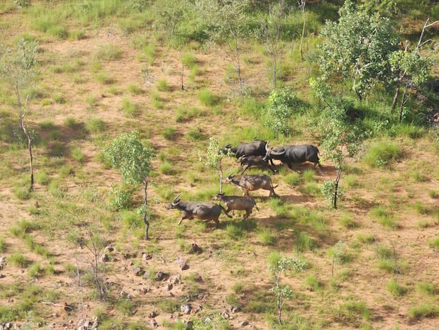 Northern Land Council expecting more wild buffalo to be exported from ...