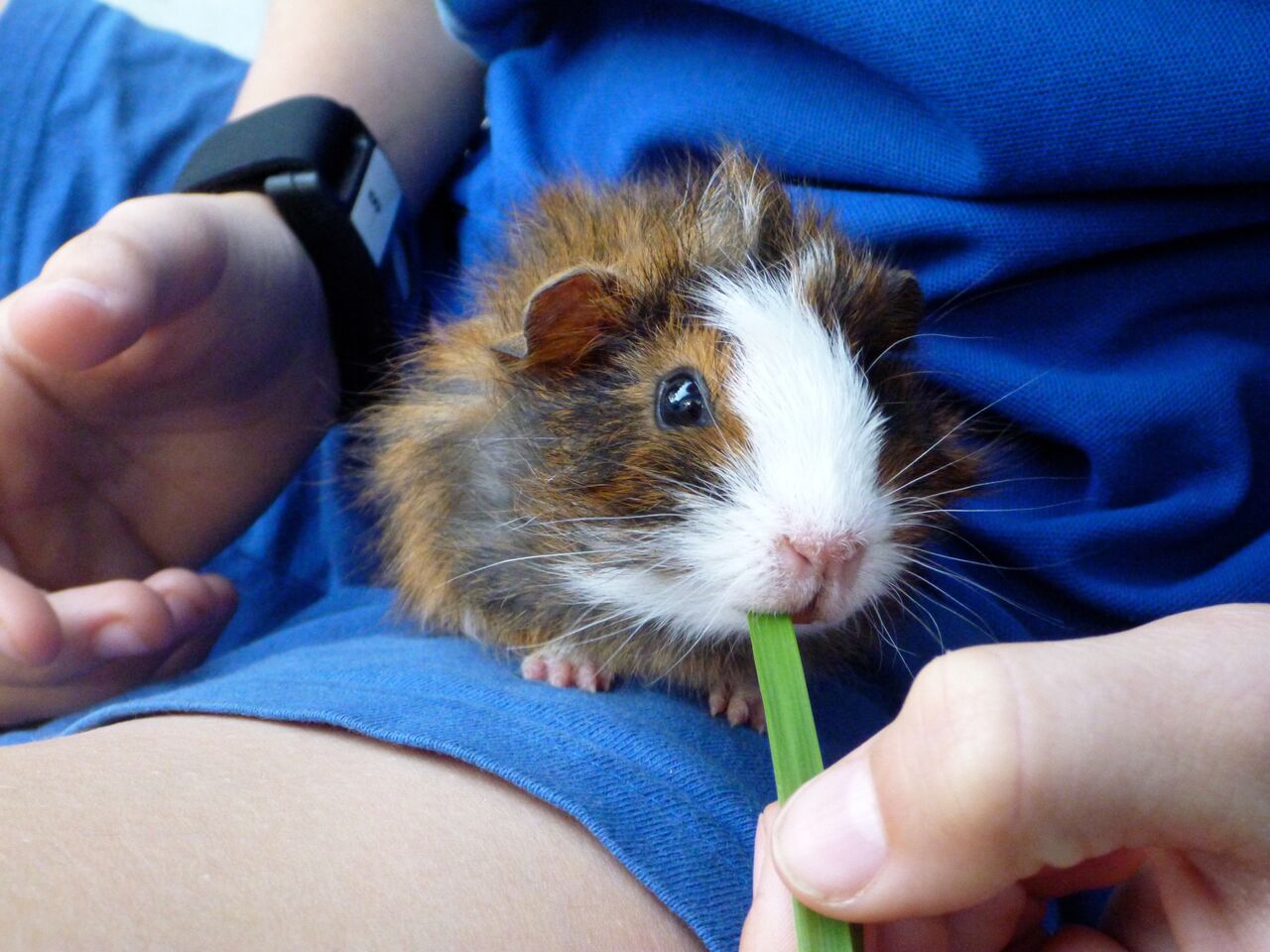 Animal People: helping animals and people with animal therapy - ABC ...