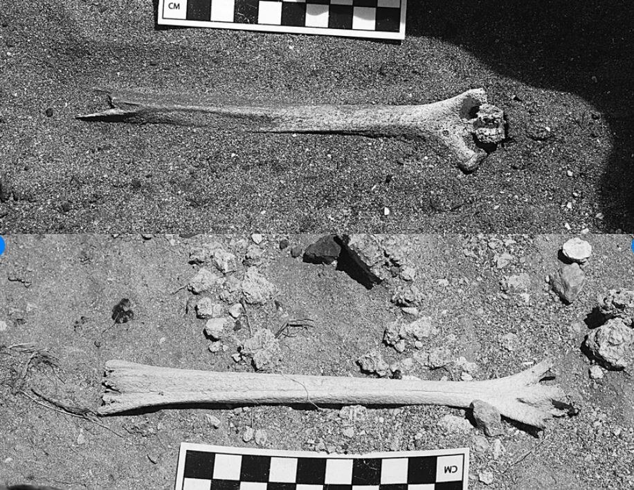 King Island golf course sinks hopes of excavating dwarf emu fossil site ...