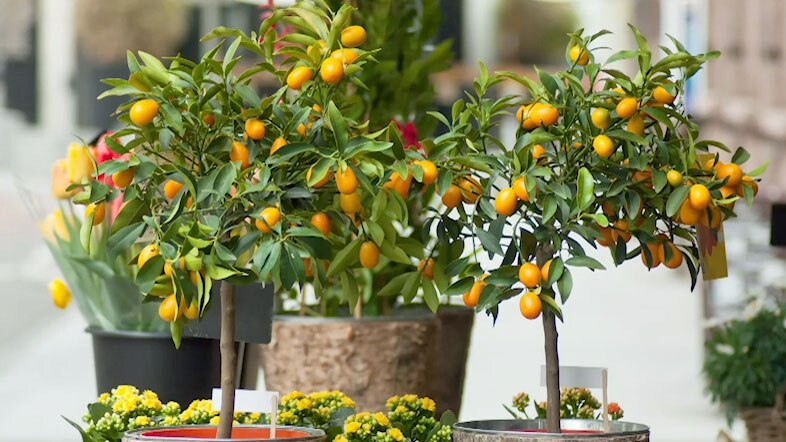 Create an Orchard - Gardening Australia